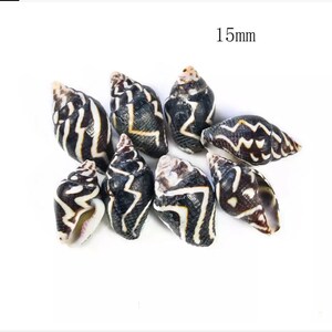 20PCS Natural Conch Shell Aquarium Decoration Mini Sea Beach Shell ...