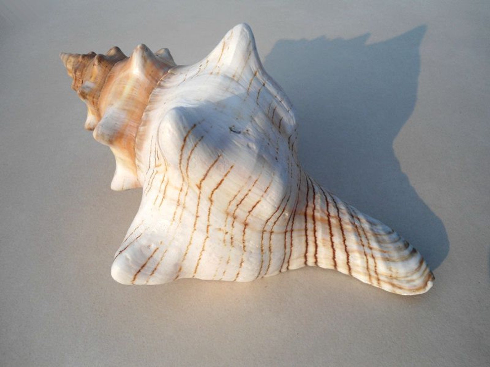 AAA LARGE Natural Winding Conch Shells Decorate Shooting Props - Etsy