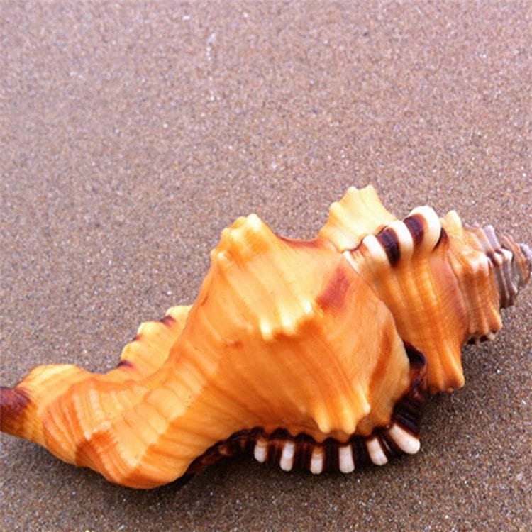 Large Triton Seashell: Black Spotted Conch, Aquarium Decor (9-11cm) - Etsy