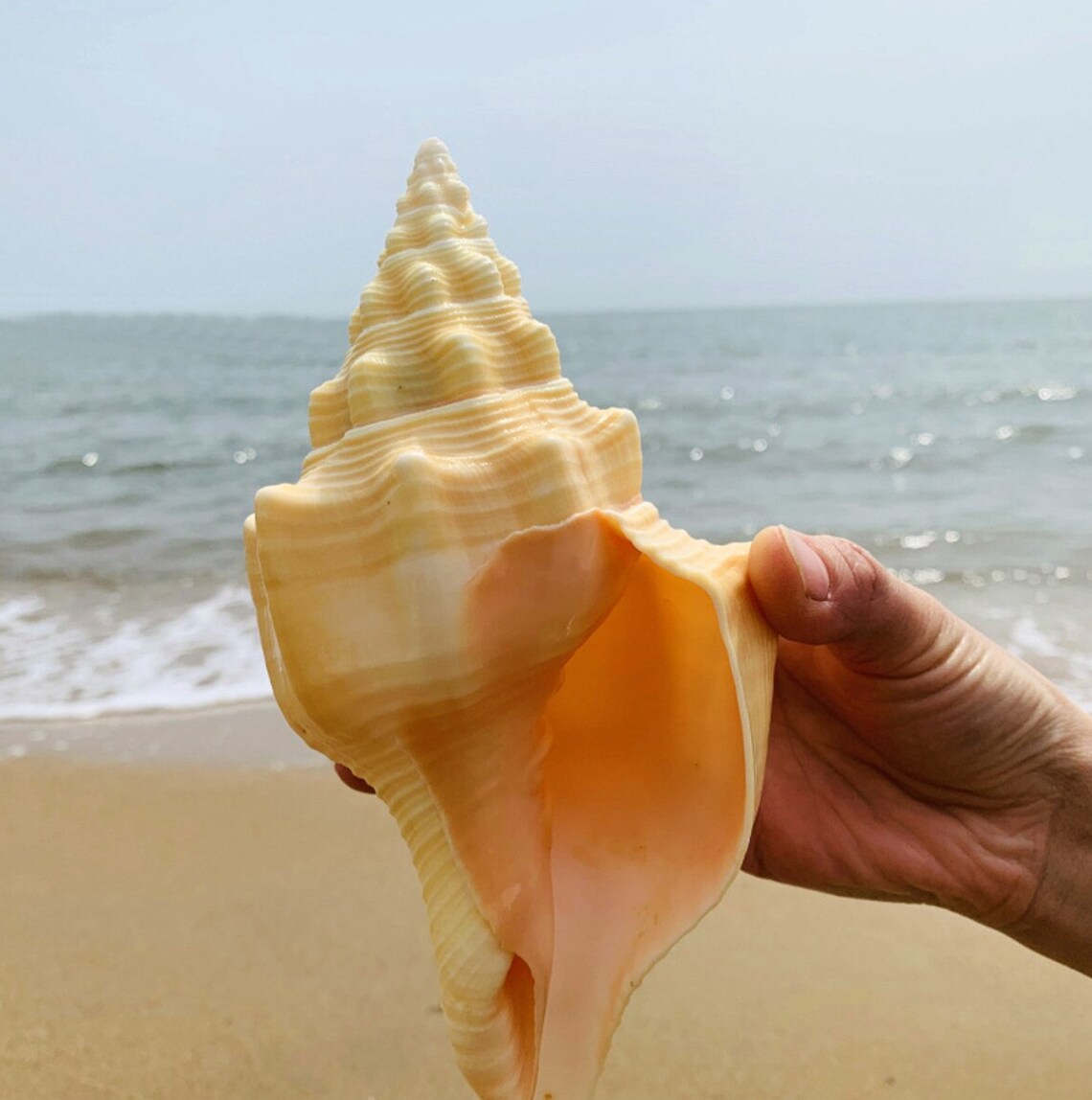 AAA LARGE Natural Conch Shells Decorate17-20cm Large Natural - Etsy