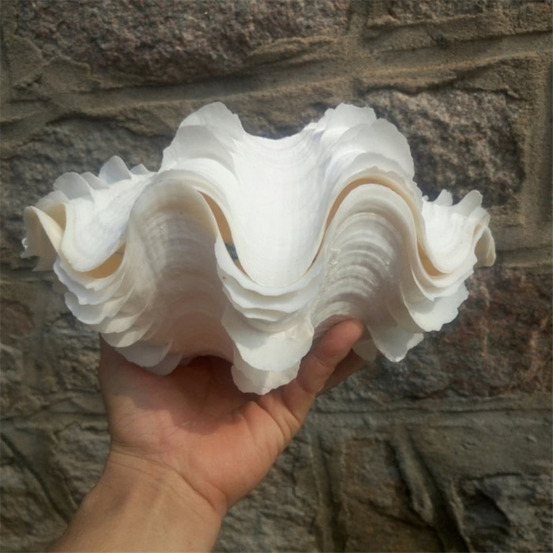 Marine Sea Decor Giant Clam Tridacna Big Conch Natural Craft - Etsy Canada