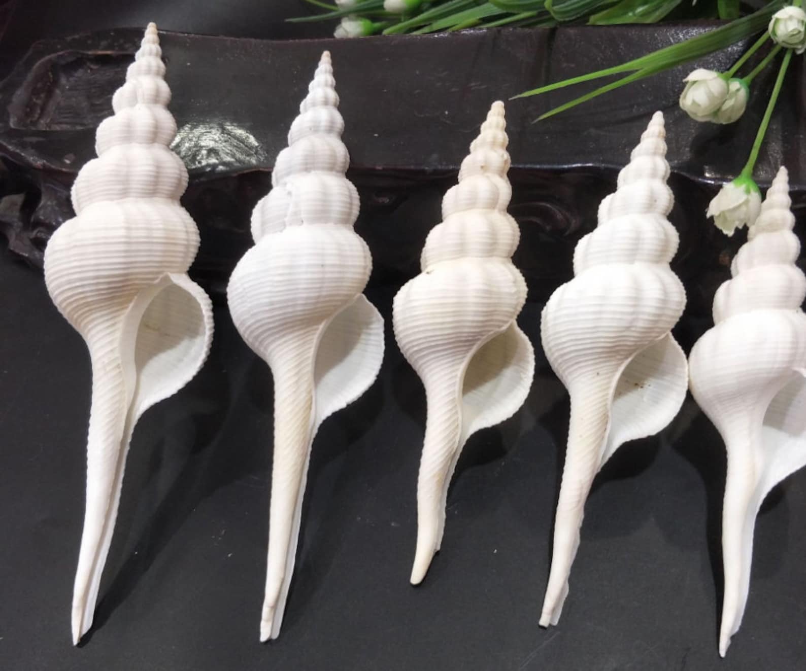 Rare Long Natural Conch Shells Snails Natural Conch Shell | Etsy