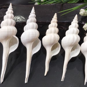 Rare Long Natural Conch Shells Snails , Natural Conch Shell Martin ...