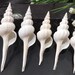 Rare Long Natural Conch Shells Snails Natural Conch Shell - Etsy