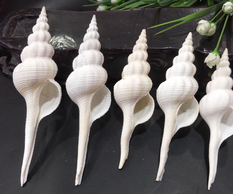 Rare Long Natural Conch Shells Snails Natural Conch Shell | Etsy