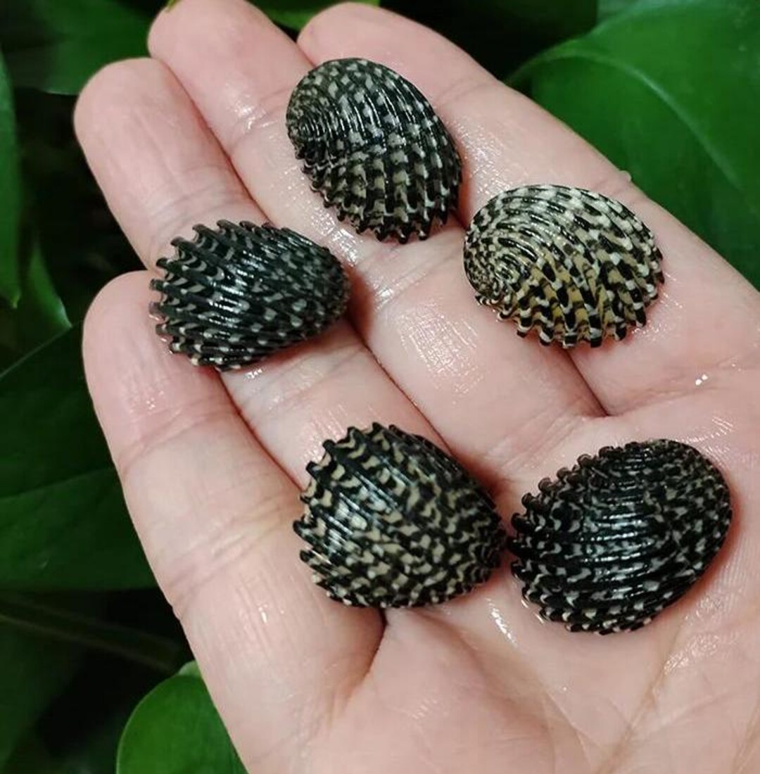 Mini Black Nerita Seashells (5pcs): Natural Sea Snails Shells, Home ...
