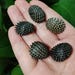 Mini Black Nerita Seashells (5pcs): Natural Sea Snails Shells, Home ...
