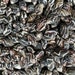 20PCS Natural Conch Shell Aquarium Decoration Mini Sea Beach Shell ...