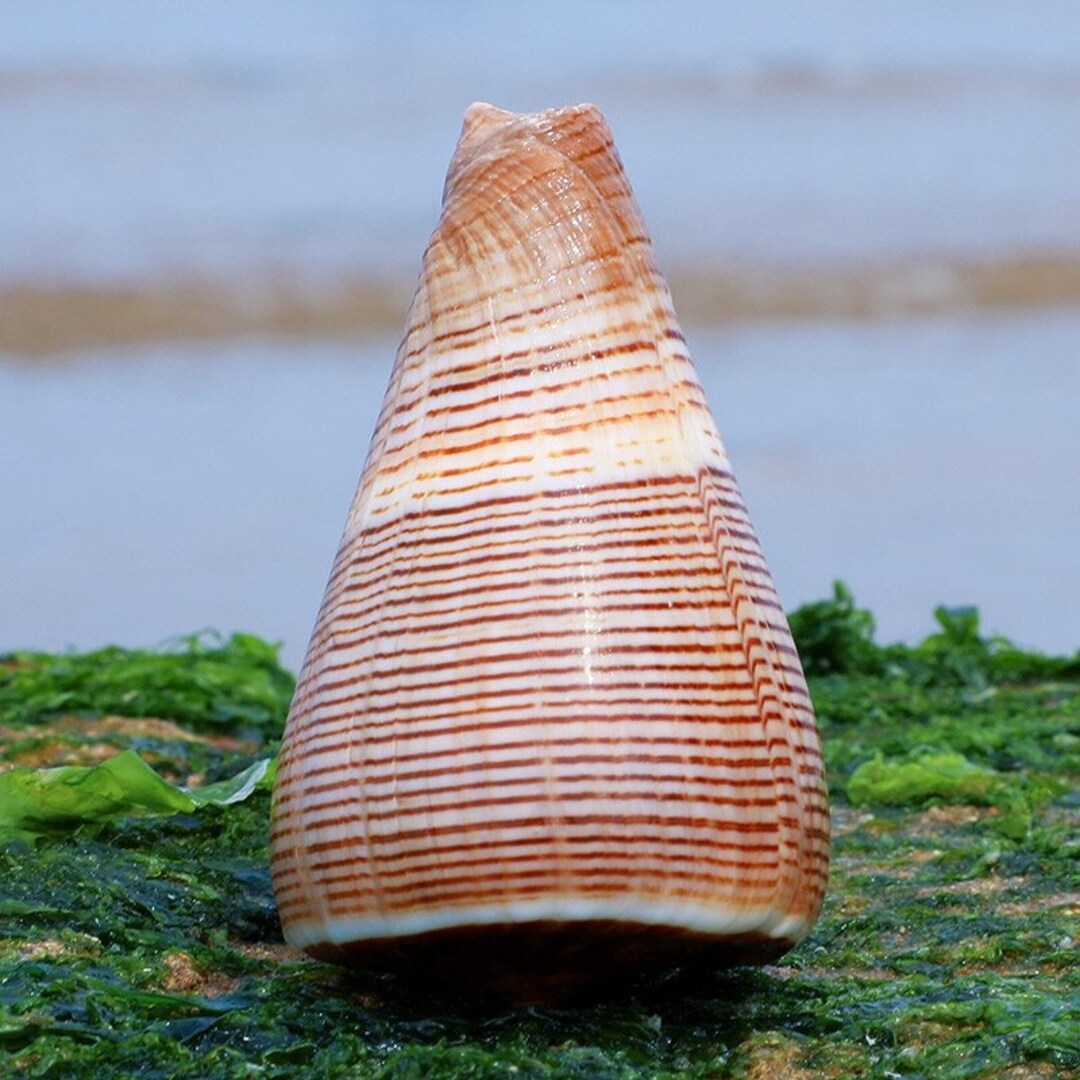 Extremely Rare Natural Conch Shell Fish Tank Aquarium Decoration Shell ...