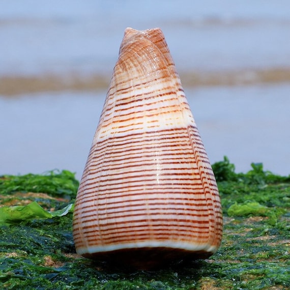 Extremely Rare Natural Conch Shell Fish Tank Aquarium - Etsy