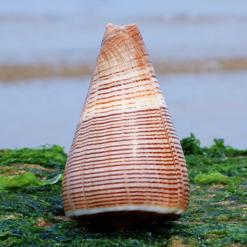 Extremely Rare Natural Conch Shell Fish Tank Aquarium - Etsy