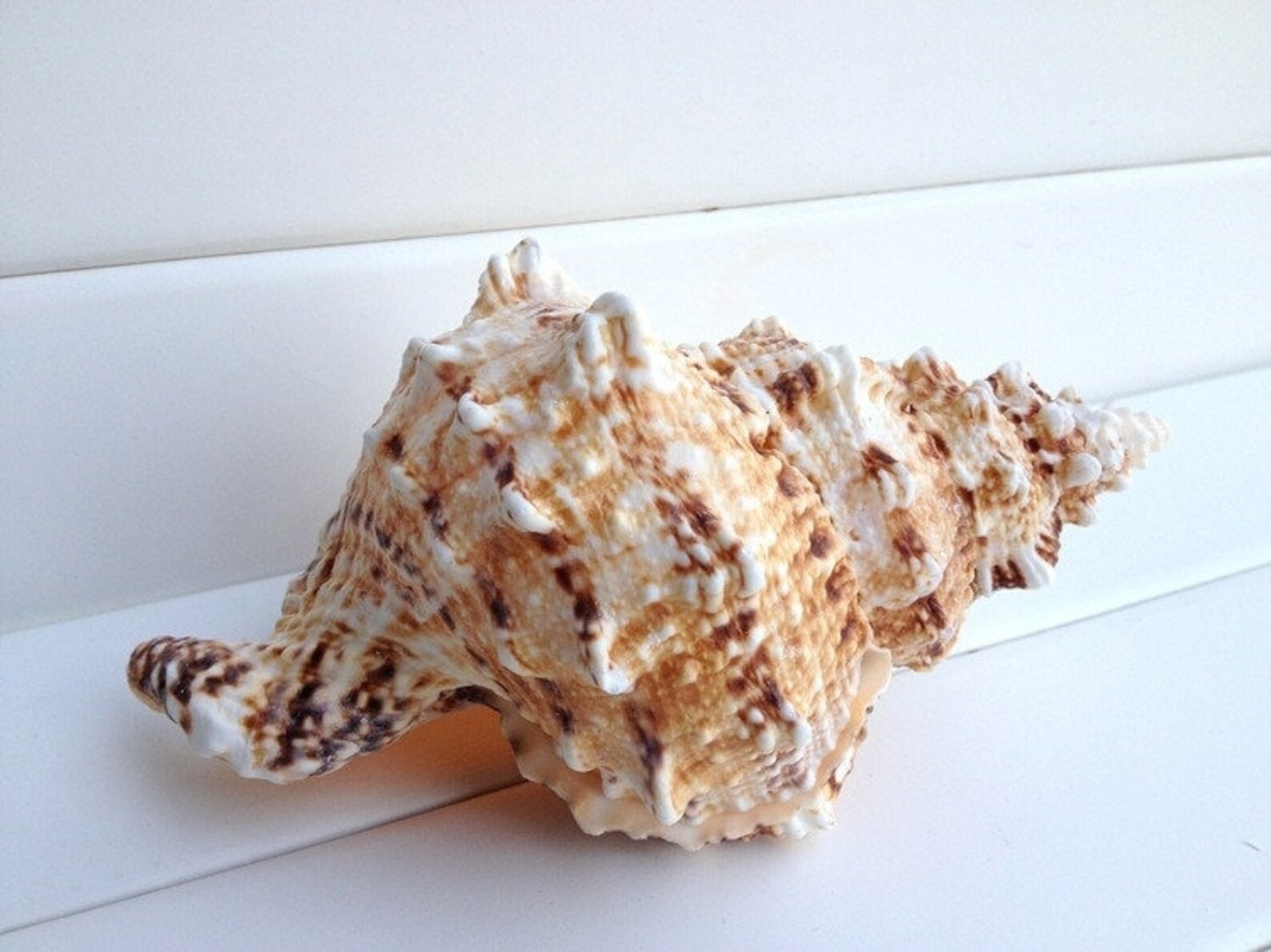 Large Natural Conch Shell: Marine Sea Decoration (25cm) - Etsy