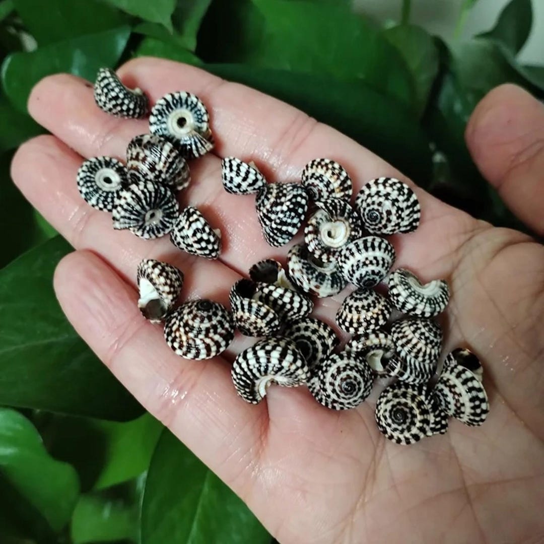 30 Black Heliacus Seashells: Mini Tower Snail Conch, Fish Tank Decor - Etsy