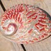 Marine Sea Decor 10-15 Cm Polished Natural Conch Shells Large - Etsy
