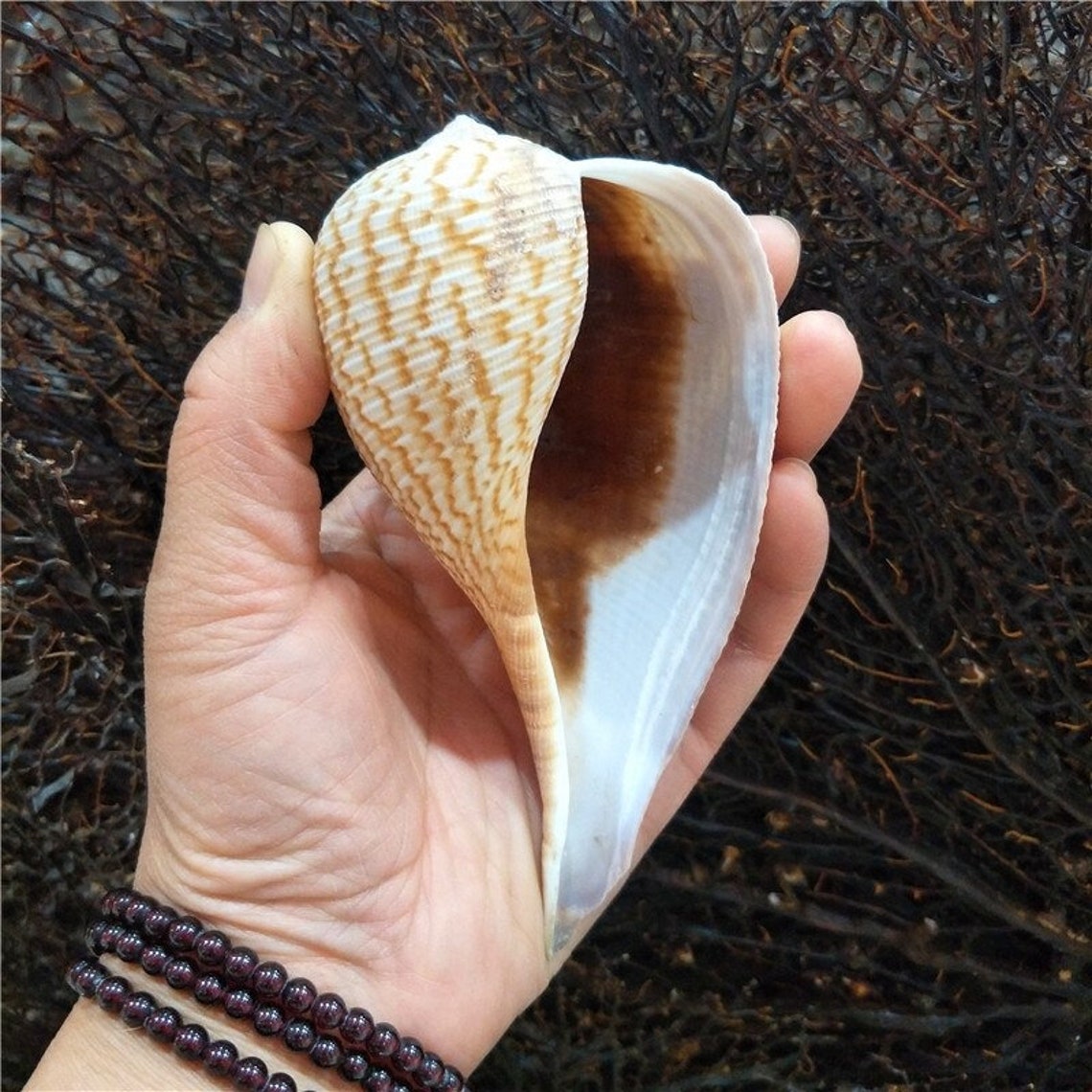 Natural Conch Shell 7-13CM Conch Natural Craft Ornaments - Etsy