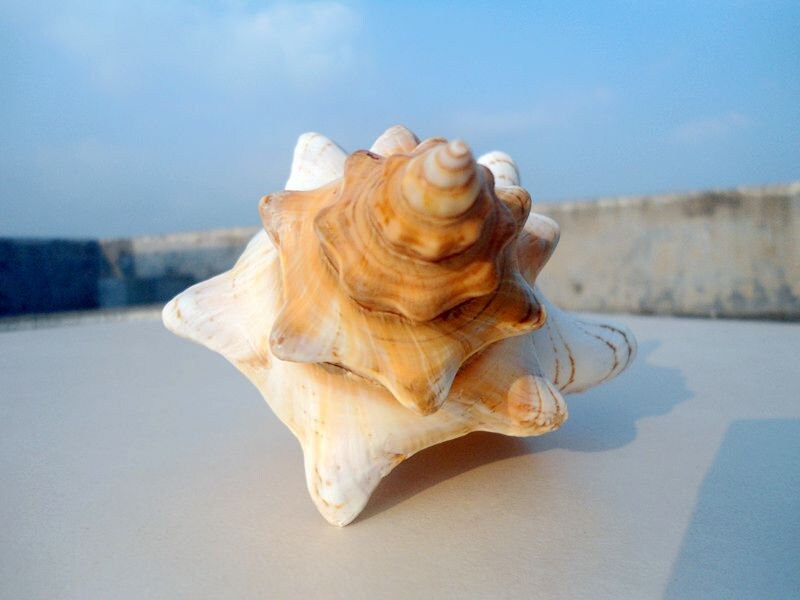 AAA LARGE Natural winding conch shells decorate shooting props | Etsy