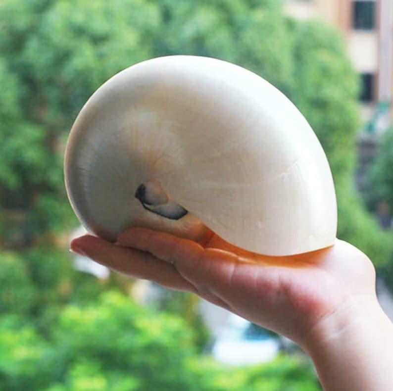 Big Famous Screw Natural Conch Nautilus Shell Starfish Craft - Etsy