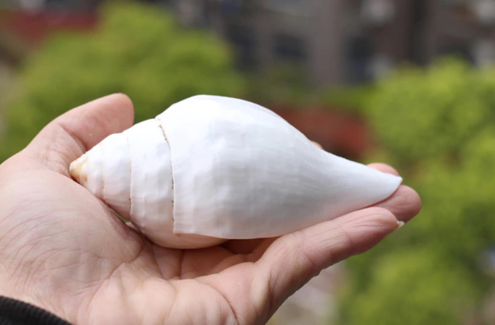AAA Large 12-14CM Natural Conch White Conch Seashell Shell - Etsy UK