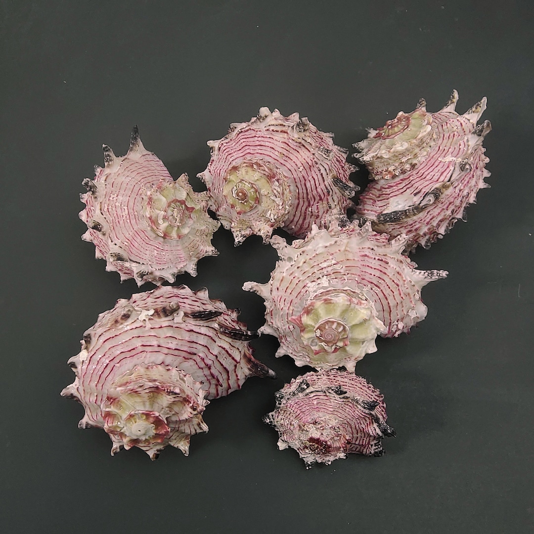 5 Rare Natural Conch Shells: Striped Sea Snail Aquarium Decor (4-6 CM ...