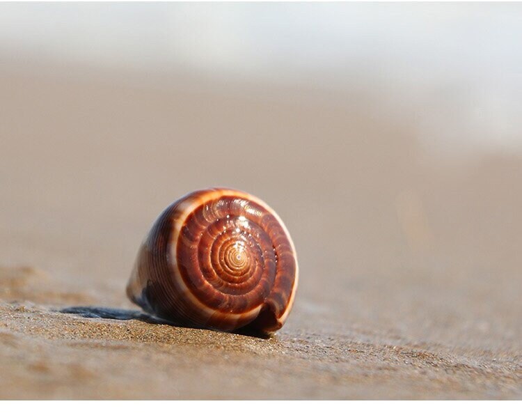 Extremely Rare Natural Conch Shell Fish Tank Aquarium - Etsy