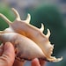 Extremely Rare 14-16cm Natural Large Conch Shells Floor - Etsy