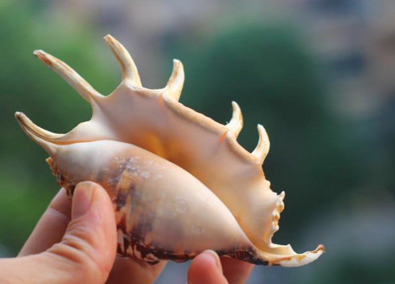 Extremely Rare 14-16cm Natural Large Conch Shells Floor - Etsy