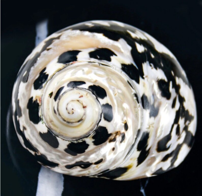 5x6cm Nautical African Black Gold Shell Conch Fossil Specimen - Etsy