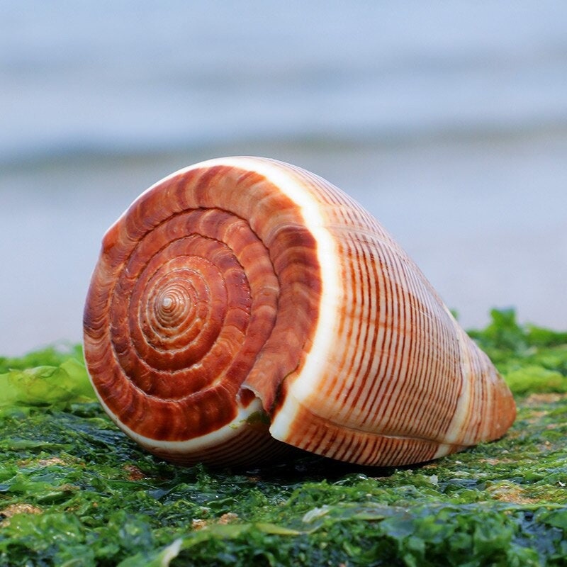 Extremely Rare Natural Conch Shell Fish Tank Aquarium - Etsy