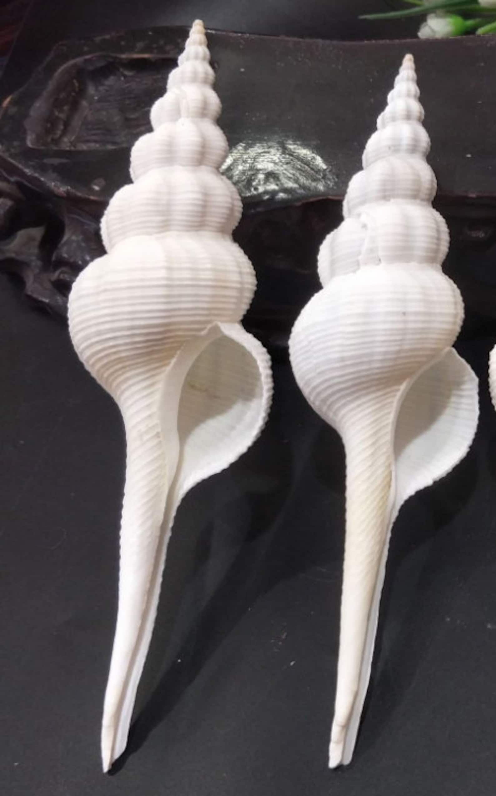 Rare Long Natural Conch Shells Snails Natural Conch Shell - Etsy