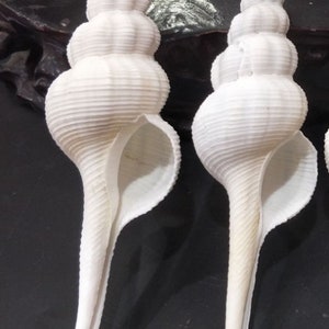 Rare Long Natural Conch Shells Snails , Natural Conch Shell Martin ...