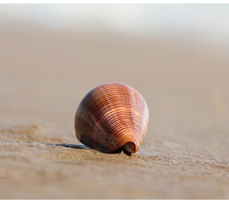Extremely Rare Natural Conch Shell Fish Tank Aquarium - Etsy
