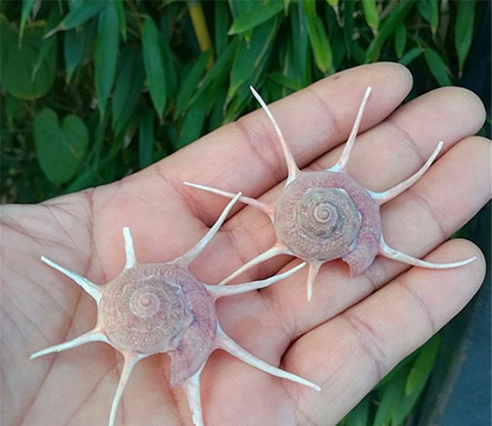 Rare Seastar 5-6 Cm Natural Conch Shell Snail Natural Conch | Etsy