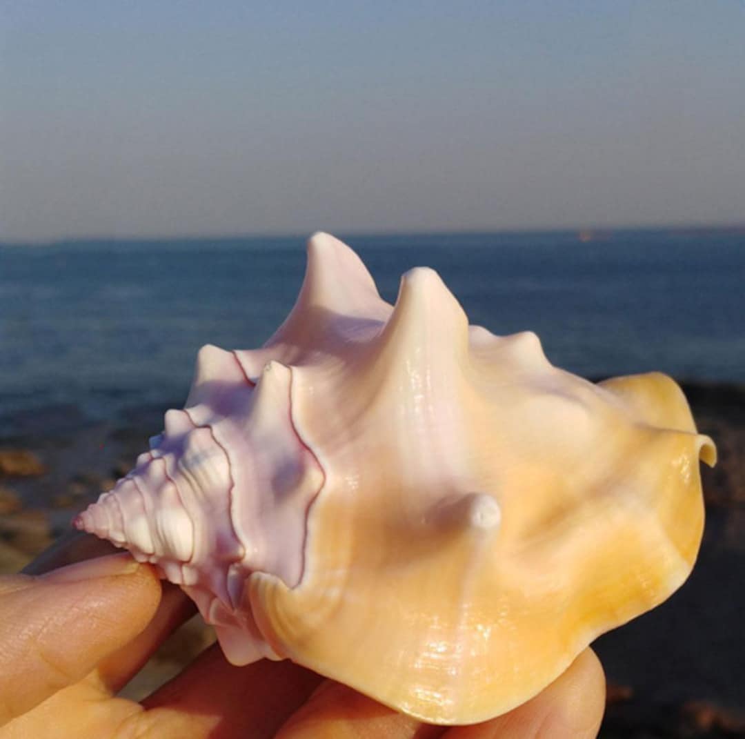 Natural Shell Large Conch Carmine Fish Tank Landscape Aquarium ...