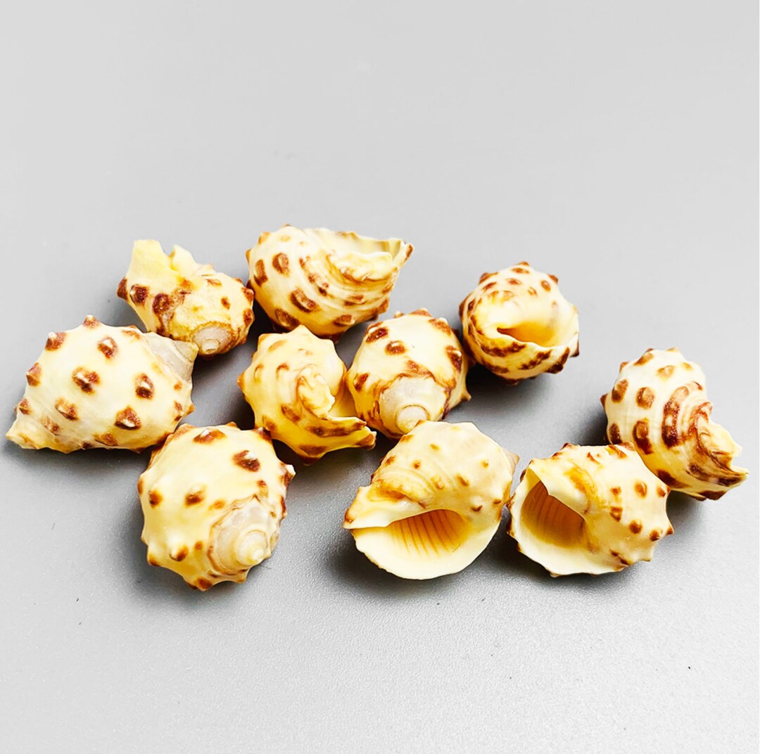4PCS 1.5-2cm Rare Natural Lychee Conch Seashell Spotted Snail Home ...
