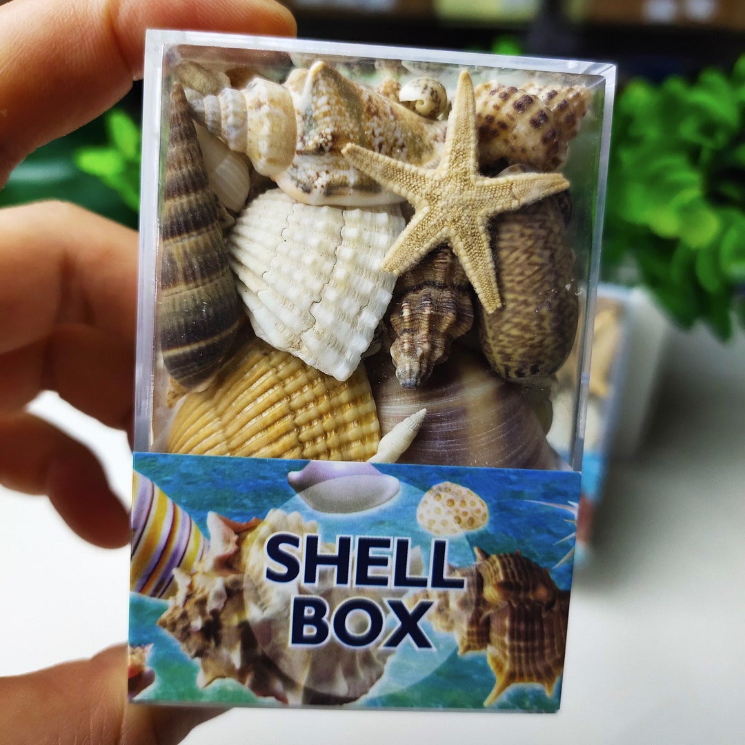 One Box 50g Natural Small Conch Shells Shell Water Clusters - Etsy
