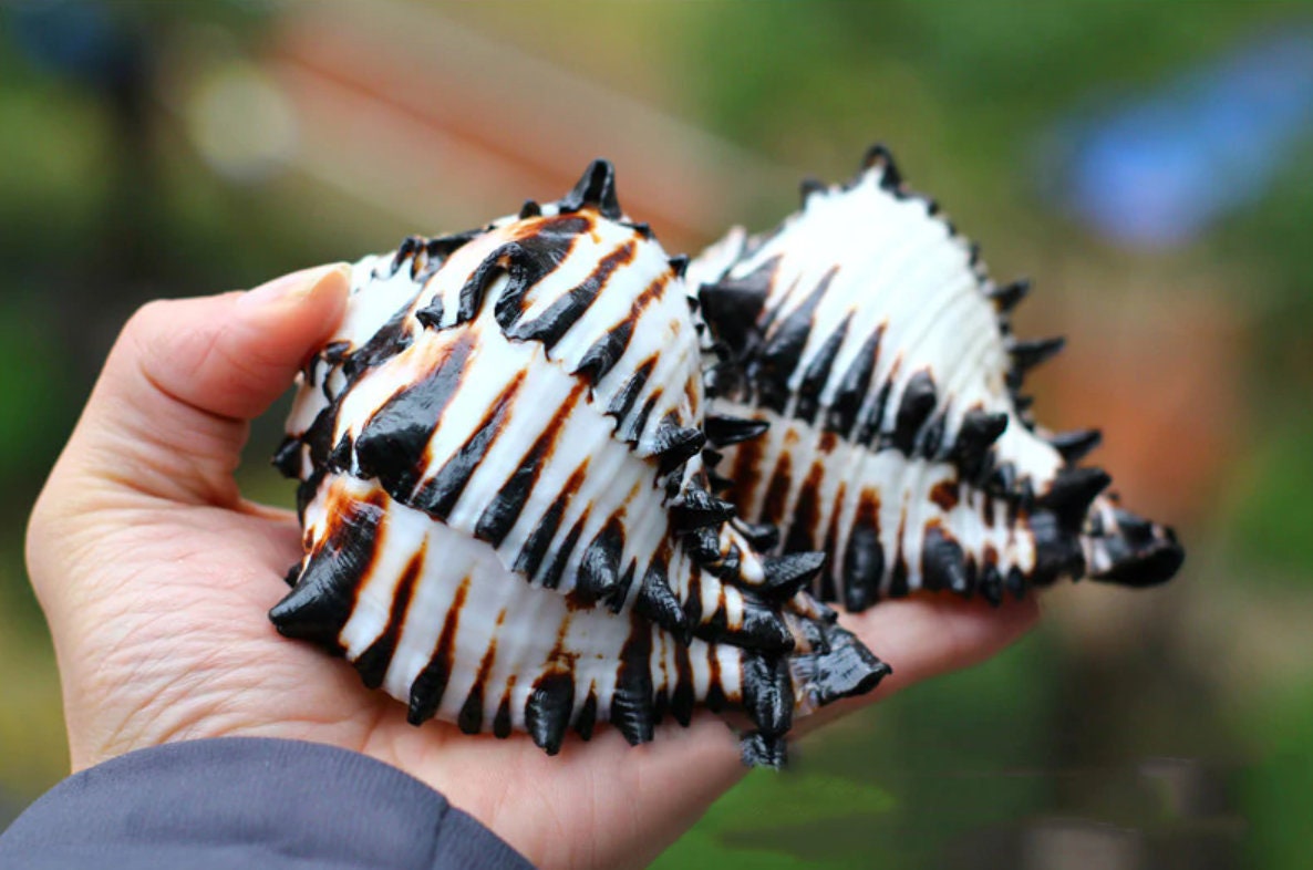 11-13cm LARGE Natural Black Conch Shells Aquarium Landscaping - Etsy