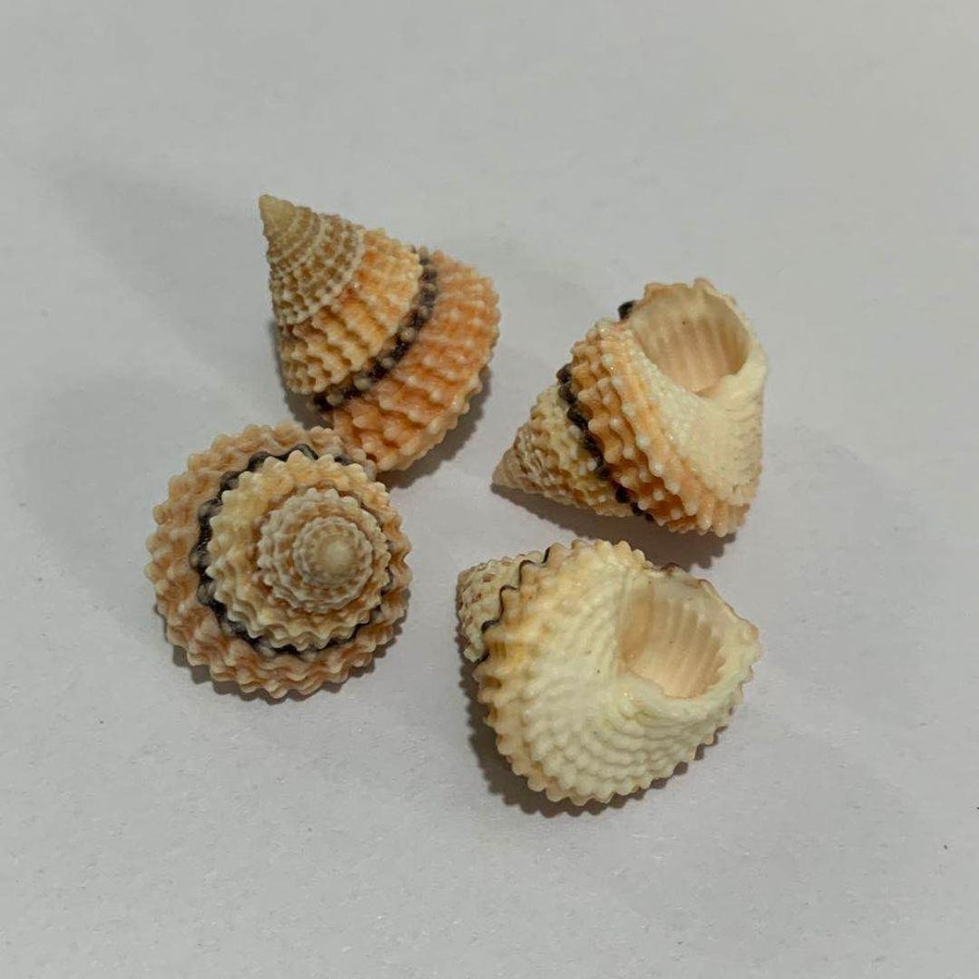 Extremely Rare Natural Conch Shell Snails for Collection - Etsy
