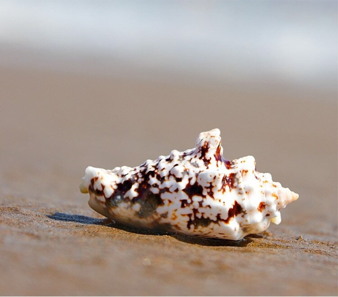 Natural Conch Shell: Dragon Head Seashell, Marine Decor (5-6cm) - Etsy