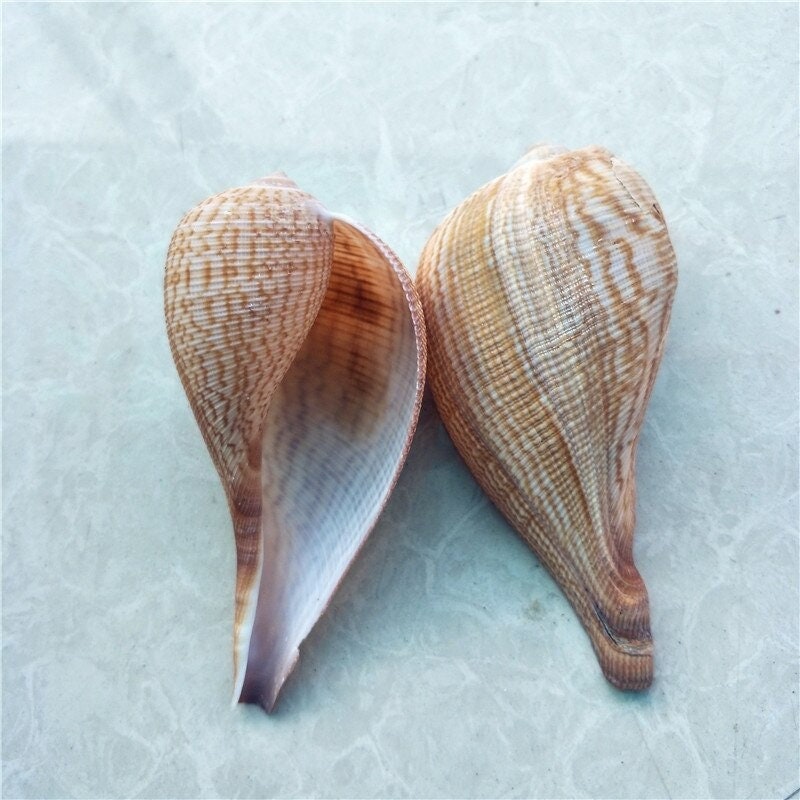 Natural Conch Shell 7-13CM Conch Natural Craft Ornaments - Etsy