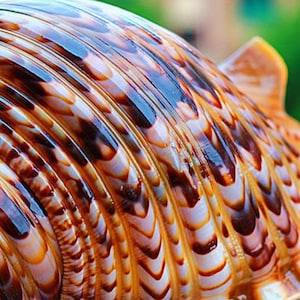 Marine Sea Decor 19-42cm Trumpet Triton Giant Conch Natural Craft ...