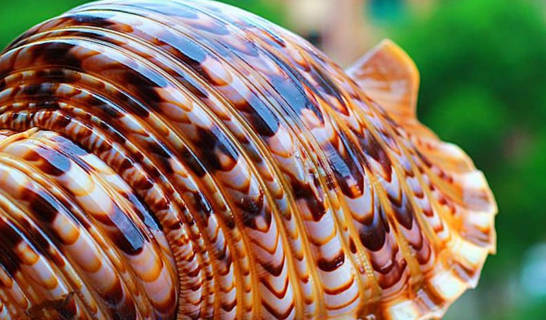 Marine Sea Decor 19-42cm Trumpet Triton Giant Conch Natural | Etsy