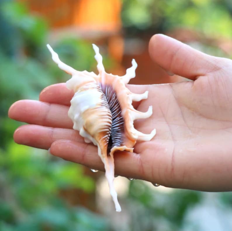Extremely Rare 10-12cm Natural Large Conch Shells Floor - Etsy