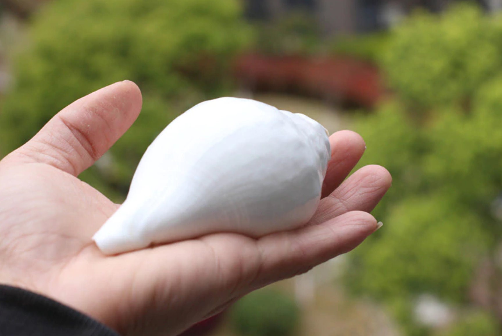 AAA Large 12-14CM Natural Conch White Conch Seashell Shell - Etsy UK