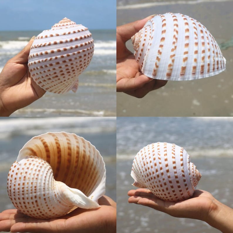 LARGE New Sea Snail Natural Shell Large Conch Fish Tank - Etsy