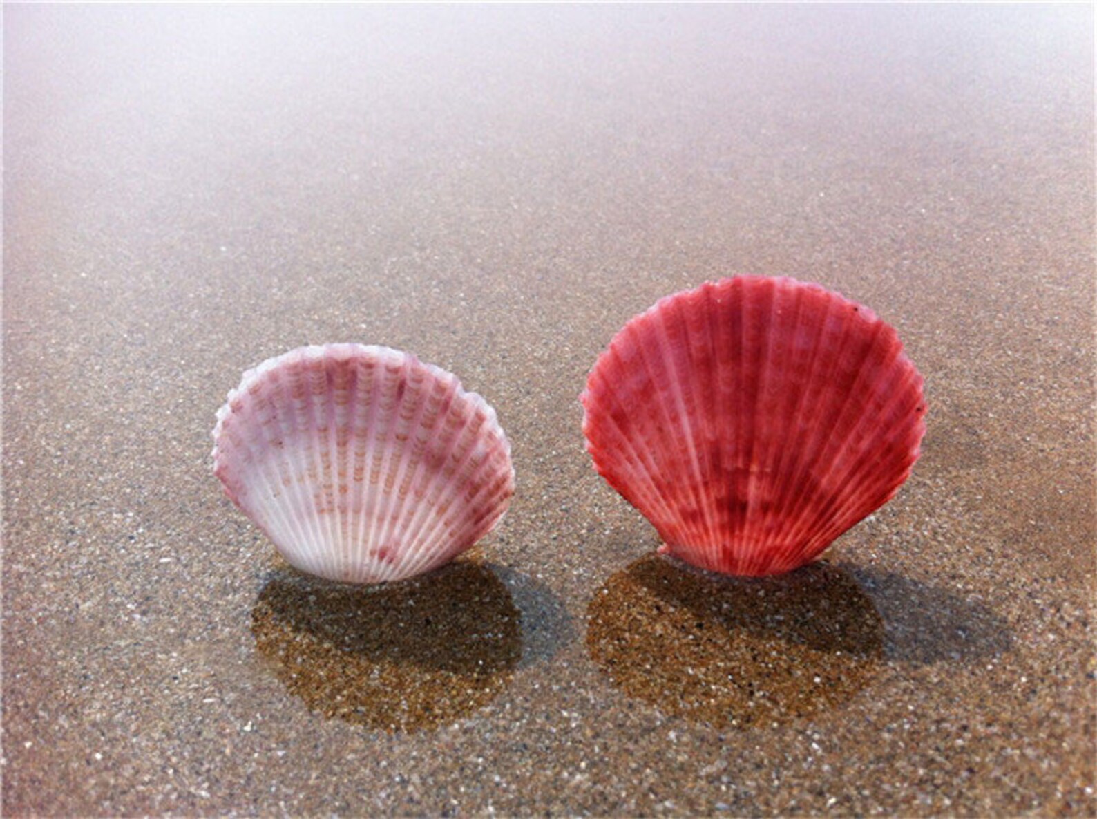 20pcs/lot Natural Craft Colored Scallops Seashell 3-5cm Decor - Etsy