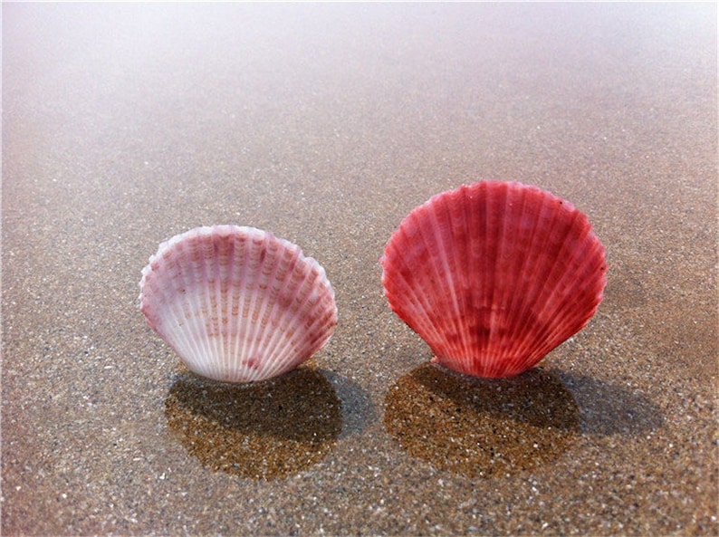 20pcs/lot Natural Craft Colored Scallops Seashell 3-5cm Decor - Etsy