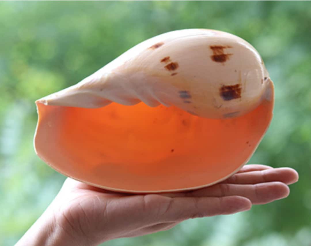 Large Natural Conch Shell: Aquarium or Home Decoration - Etsy