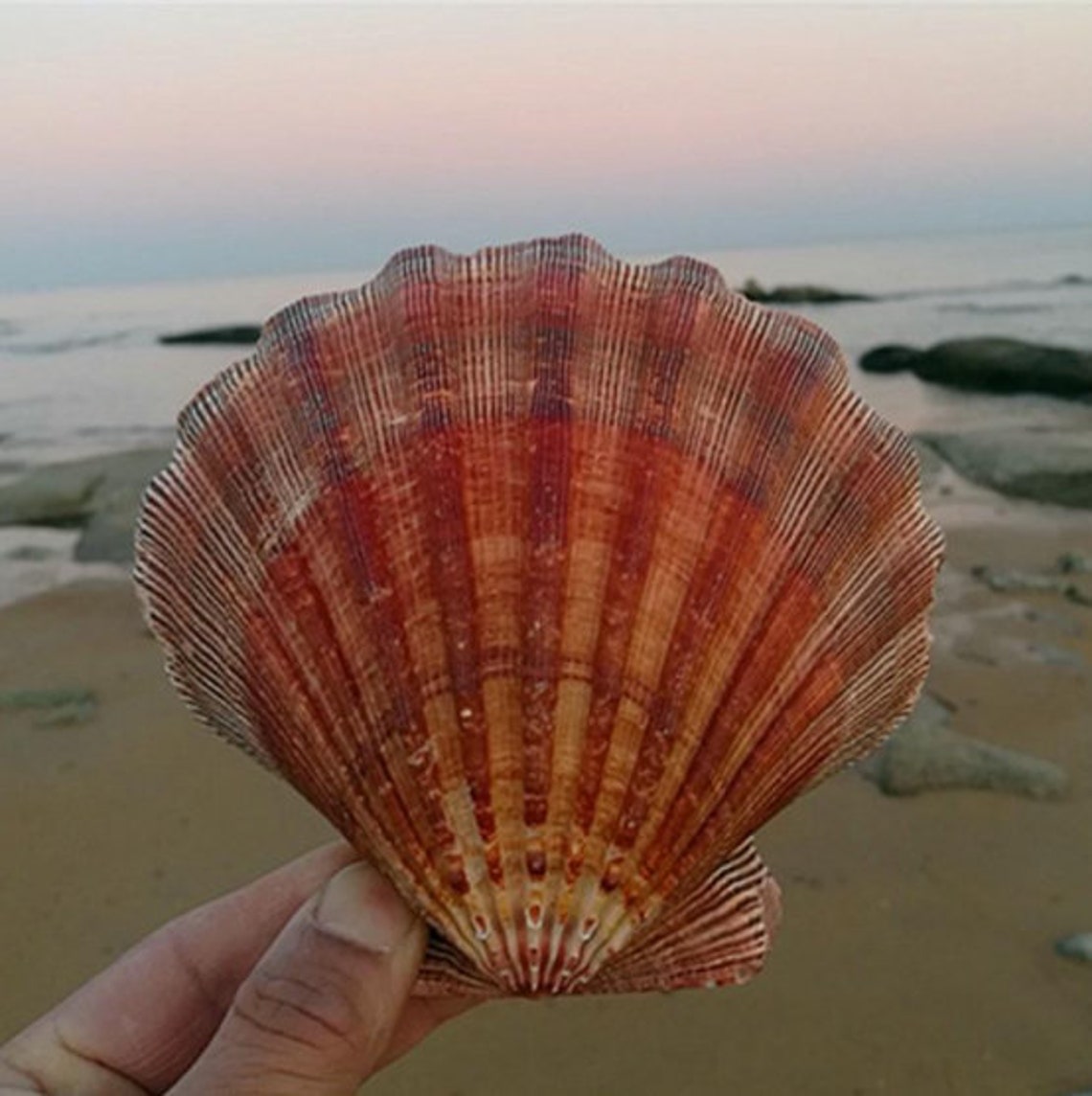 Rere Natural Conch Sea Shell Natural Decor Seashells Home | Etsy