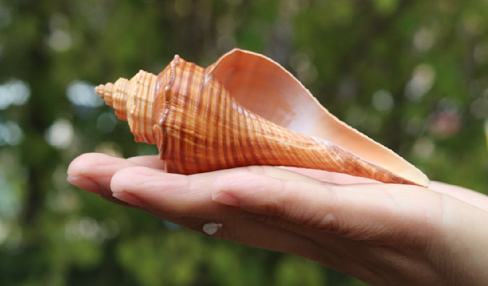 RARE Natural Conch Shell Red Sea Snail Corn Conch Sea Shell - Etsy
