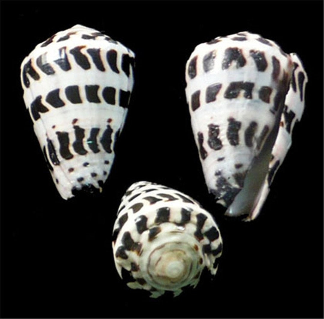 5pcs Natural Small Conch Shells Colorful New Style Home Decoration ...